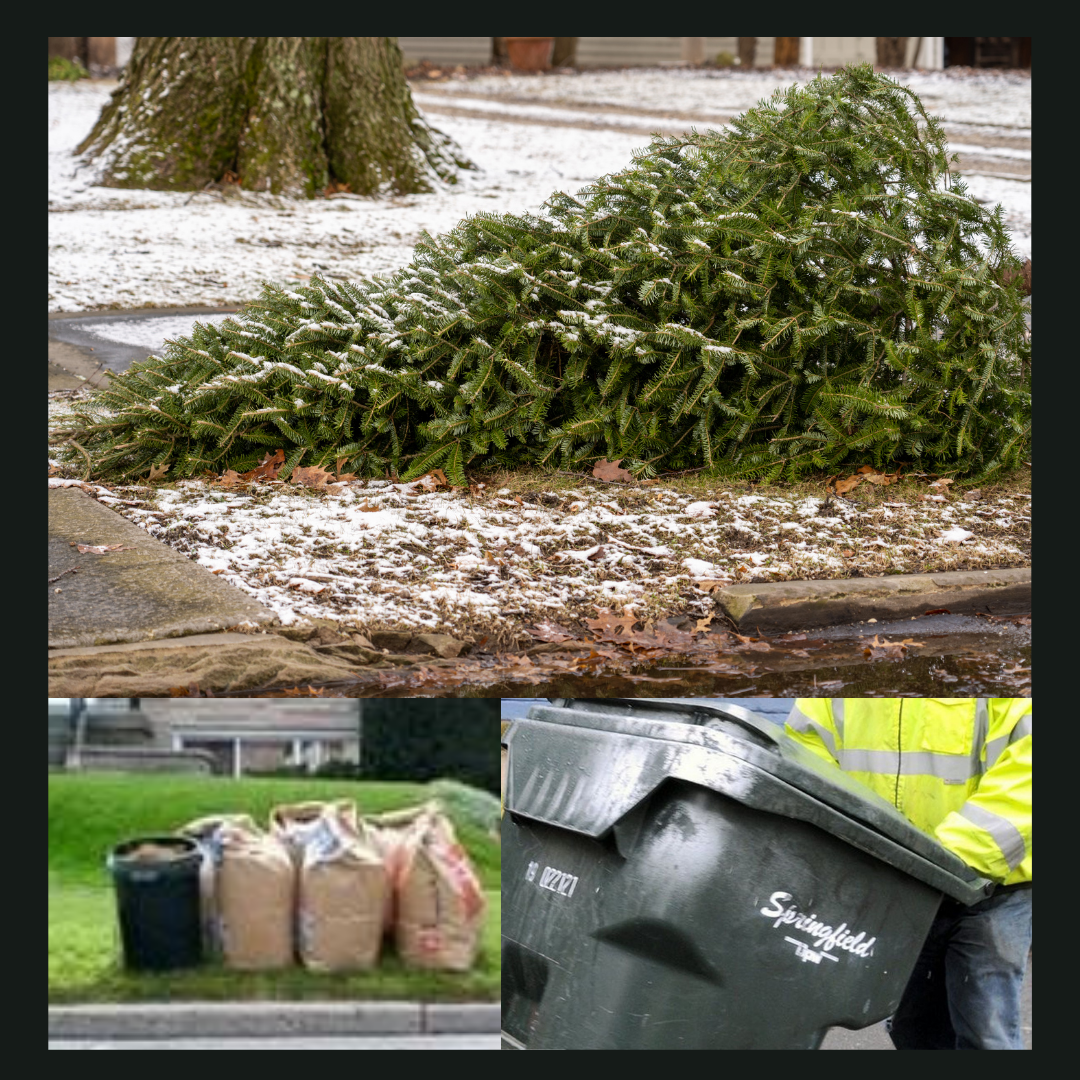 Springfield DPW to Begin Collection of Christmas Trees on Tuesday ...